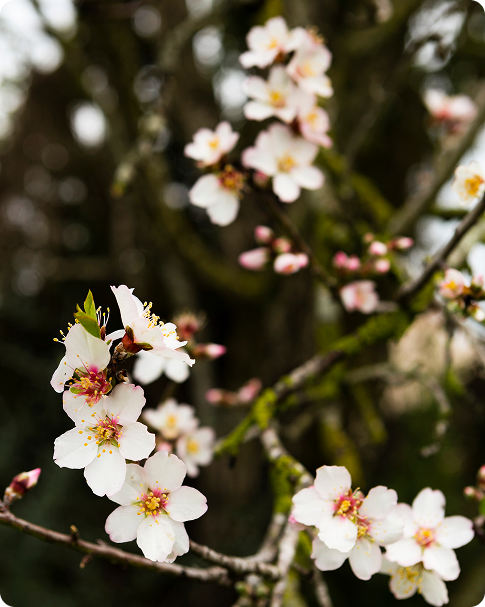 Manuka Magic – King Island Pure